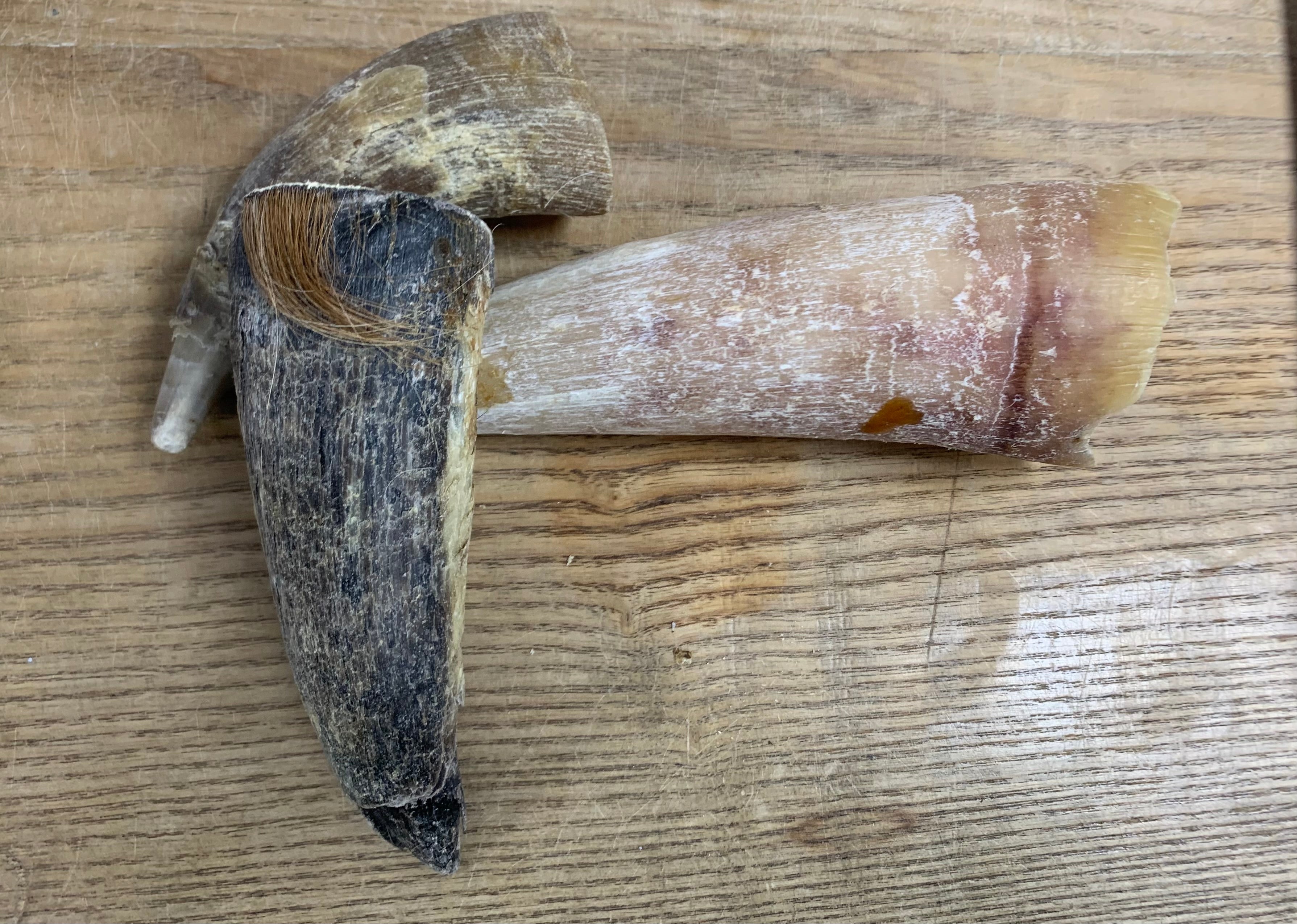 Cow Horn – Raw Essex